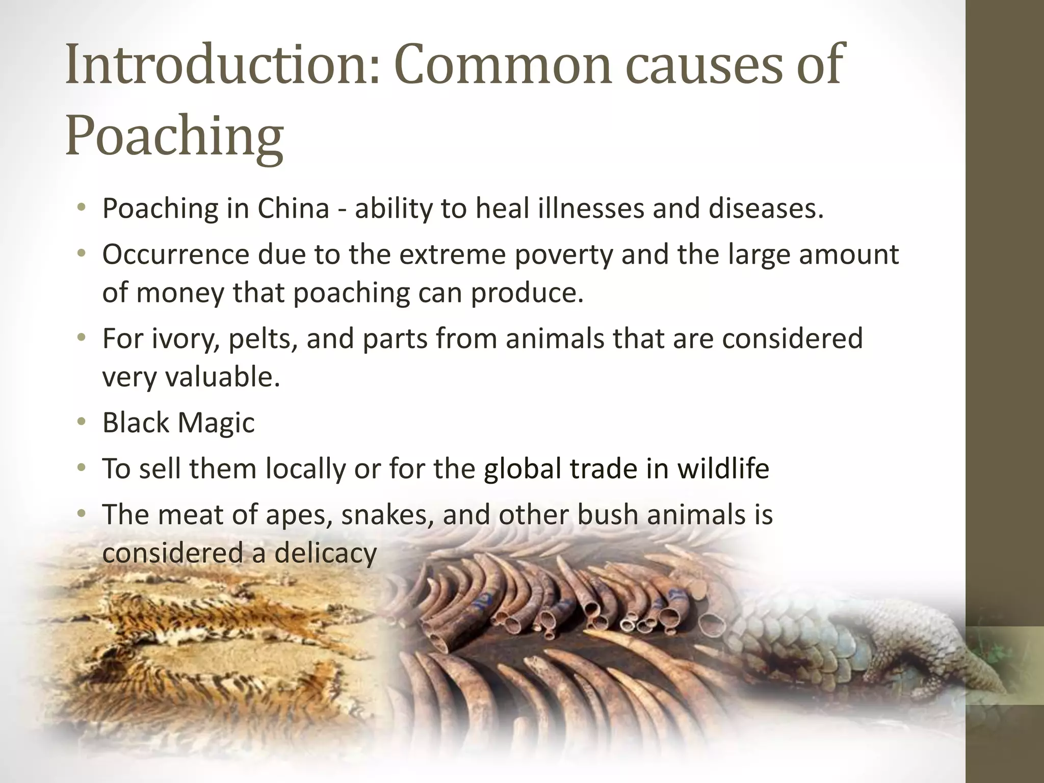 Menace of Wildlife poaching in Chandgad Range | PPTX