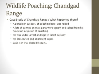 Menace of Wildlife poaching in Chandgad Range | PPTX