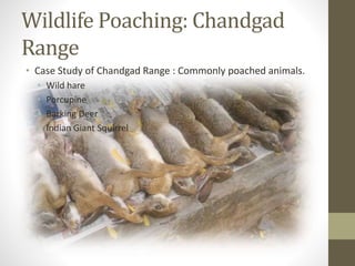 Menace of Wildlife poaching in Chandgad Range | PPTX