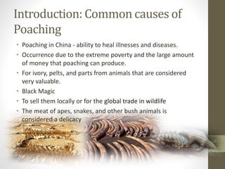 Menace of Wildlife poaching in Chandgad Range | PPTX