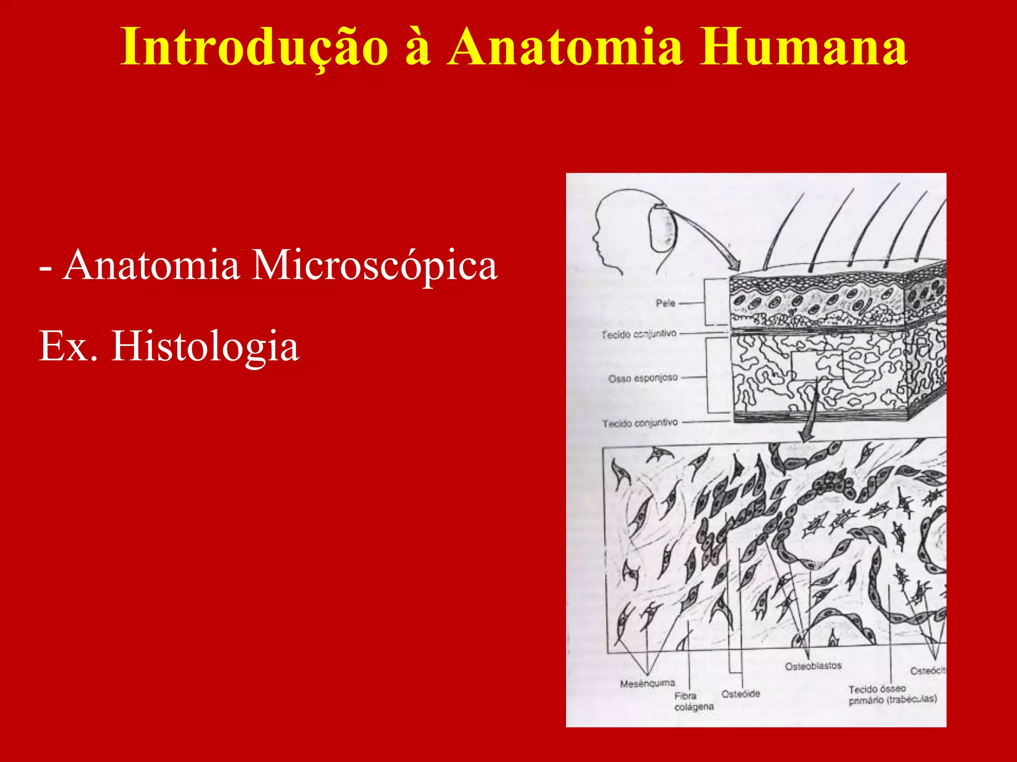 Introdução a Anatomia Humana | PPT
