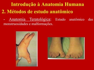 Introdução a Anatomia Humana | PPT
