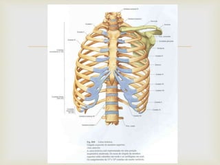 Introdução a anatomia por Robson Lucas | PPTX