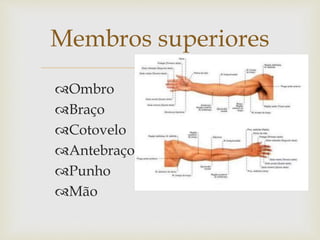 Introdução a anatomia por Robson Lucas | PPTX