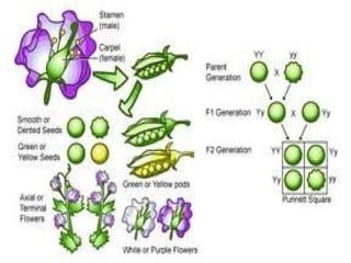 Gregor Mendel and the Fundamentals of Genetics: Experiments, Laws, and ...
