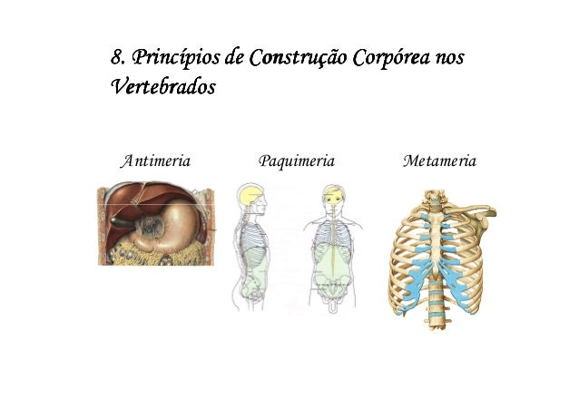 Introdução ao estudo da anatomia