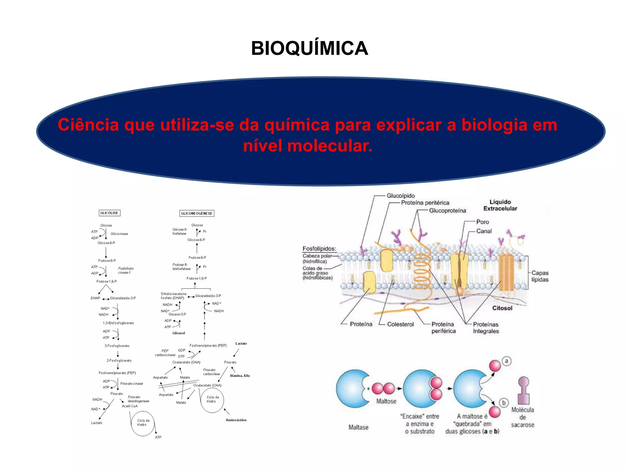 Introdução à bioquímica | PDF