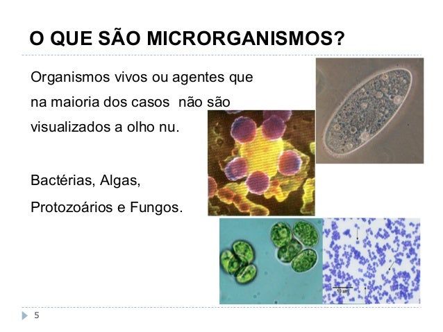 Introdução microbiologia