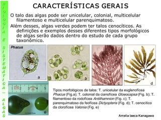 Introdução às algas | PDF