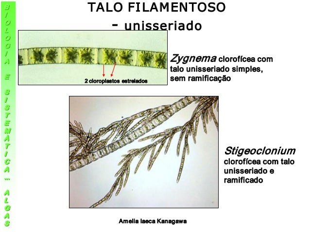 Introdução às algas