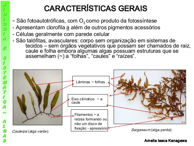 Introdução às algas