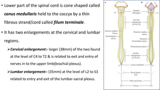 Introdution to nervous system anatomy | PPTX | Brain and Nervous System ...