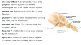 Introdution to nervous system anatomy | PPTX | Brain and Nervous System ...