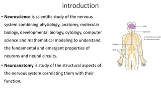 Introdution to nervous system anatomy | PPTX | Brain and Nervous System ...