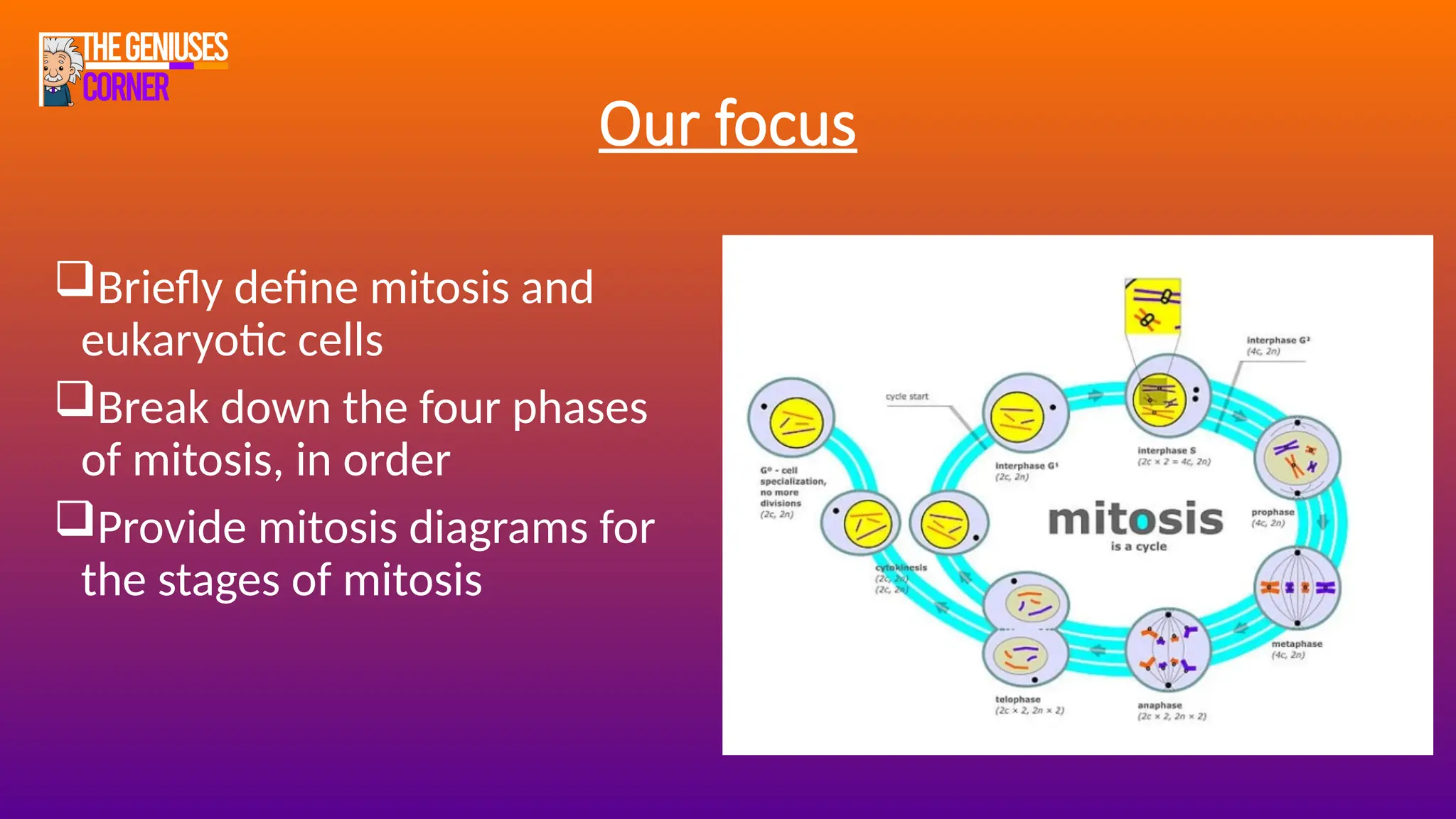 Intro_Grade 10 Life Science - The 4 Mitosis Phases- Copy.pptx