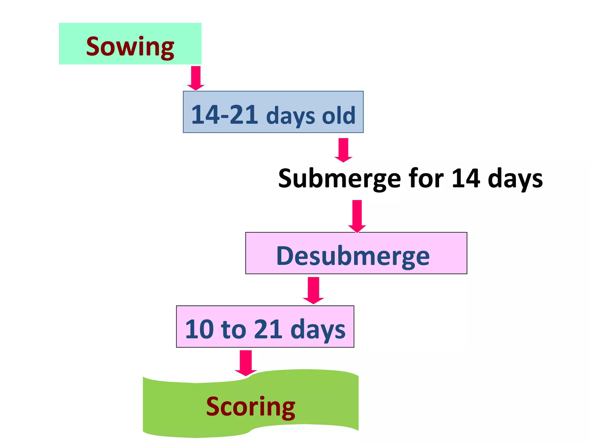 Introgression Breeding For Rice Submergence Tolerance Geetanjali Ppt