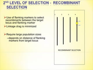 Introgression breeding for rice submergence tolerance_geetanjali | PPT