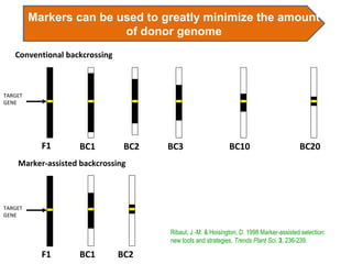 Introgression breeding for rice submergence tolerance_geetanjali | PPT