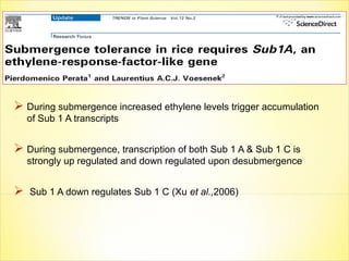 Introgression breeding for rice submergence tolerance_geetanjali | PPT