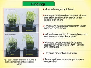 Introgression breeding for rice submergence tolerance_geetanjali | PPT