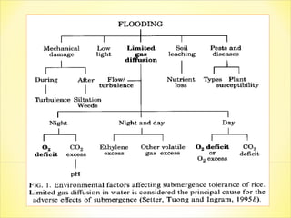 Introgression breeding for rice submergence tolerance_geetanjali | PPT