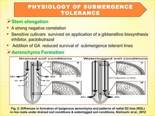 Introgression breeding for rice submergence tolerance_geetanjali | PPT