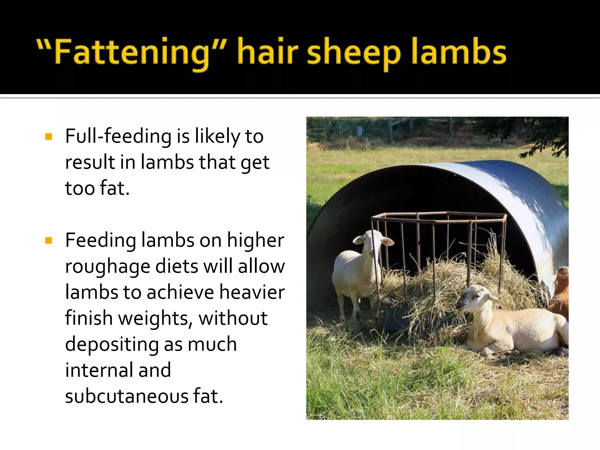 Introduction to Hair Sheep Production | PPT
