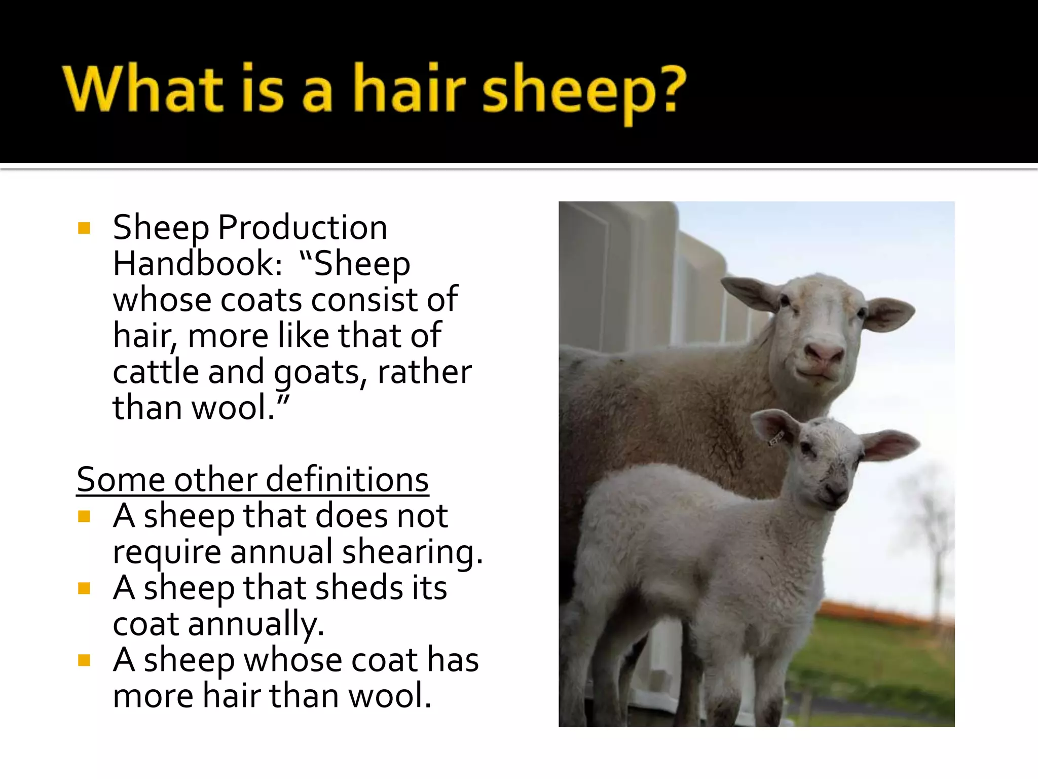 Introduction to Hair Sheep Production | PPTX