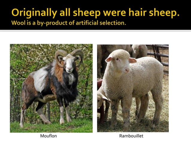 Introduction to Hair Sheep Production | PPT