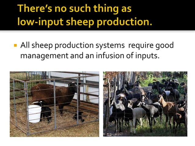 Introduction to Hair Sheep Production | PPT