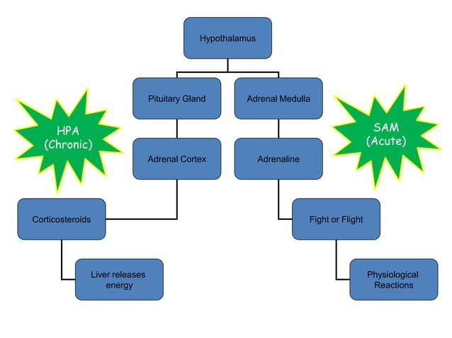 Intro, hpa and sam | PDF | Endocrine and Metabolic Diseases | Diseases ...