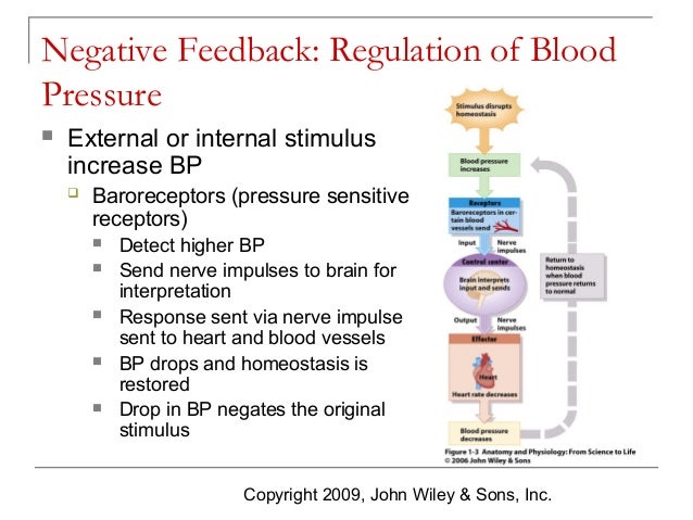 Anatomy and Physiology
