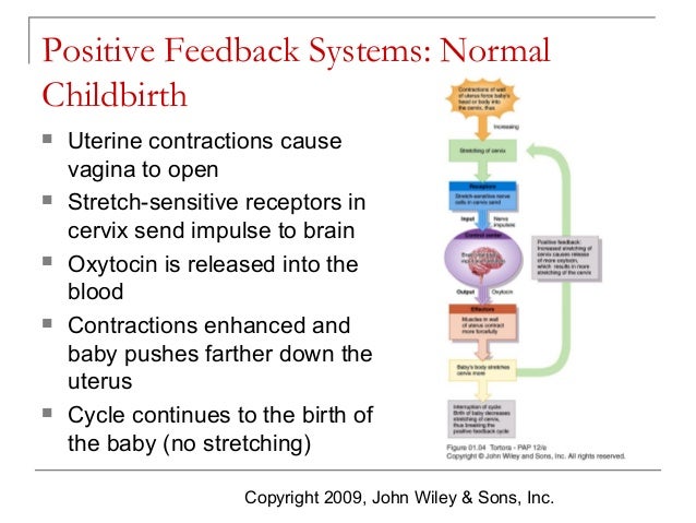 Anatomy and Physiology