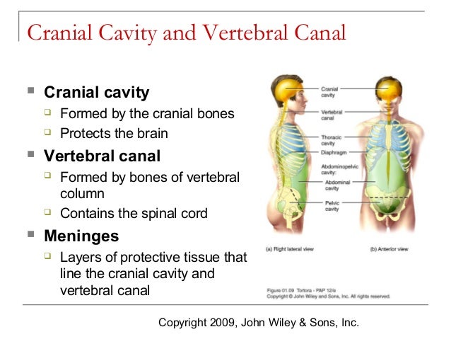 Anatomy and Physiology