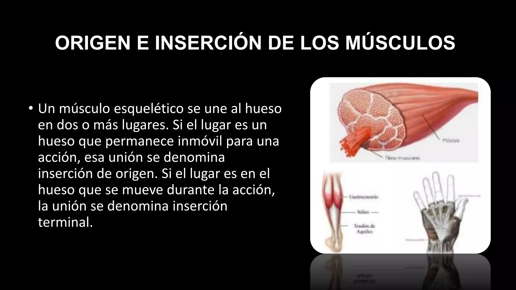 Introducción al estudio de los huesos y músculos humanos. | PPTX