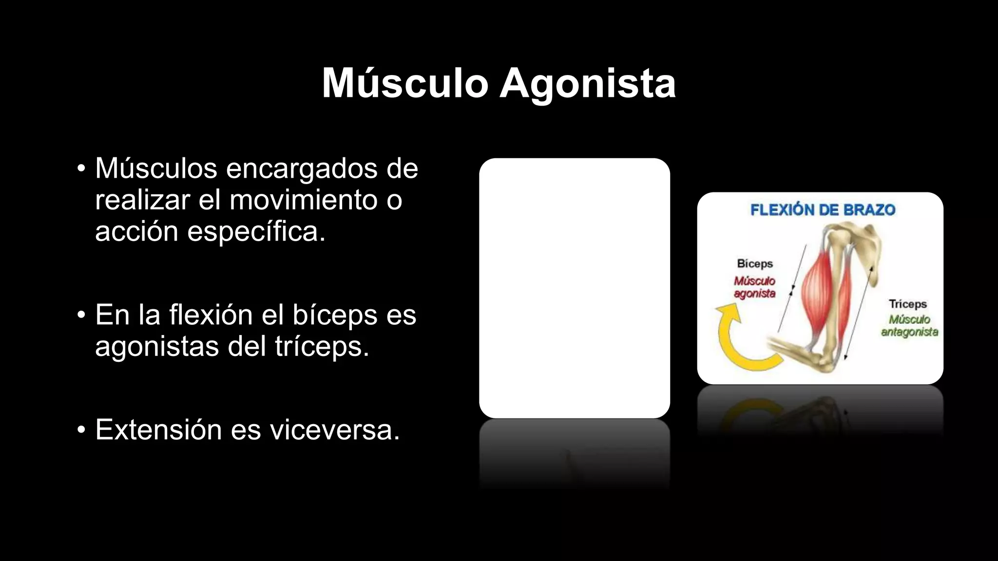 Introducción al estudio de los huesos y músculos humanos. | PPTX