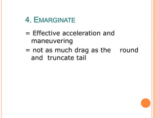 INTRO ICHTHYOLOGY 304.ppt