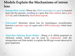 The Role of Introns in Genetic Regulation | PPTX