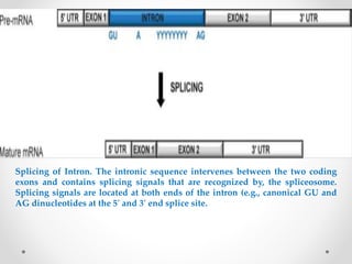 The Role of Introns in Genetic Regulation | PPTX