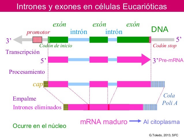 Intrones exones en células eucariotas