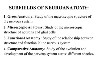 INTRO NEUROANATOMY MODULAR 2025.pdf give an overview | PDF