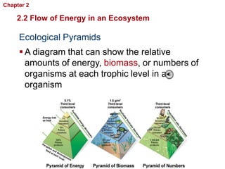 Intro notes ecology | PPT