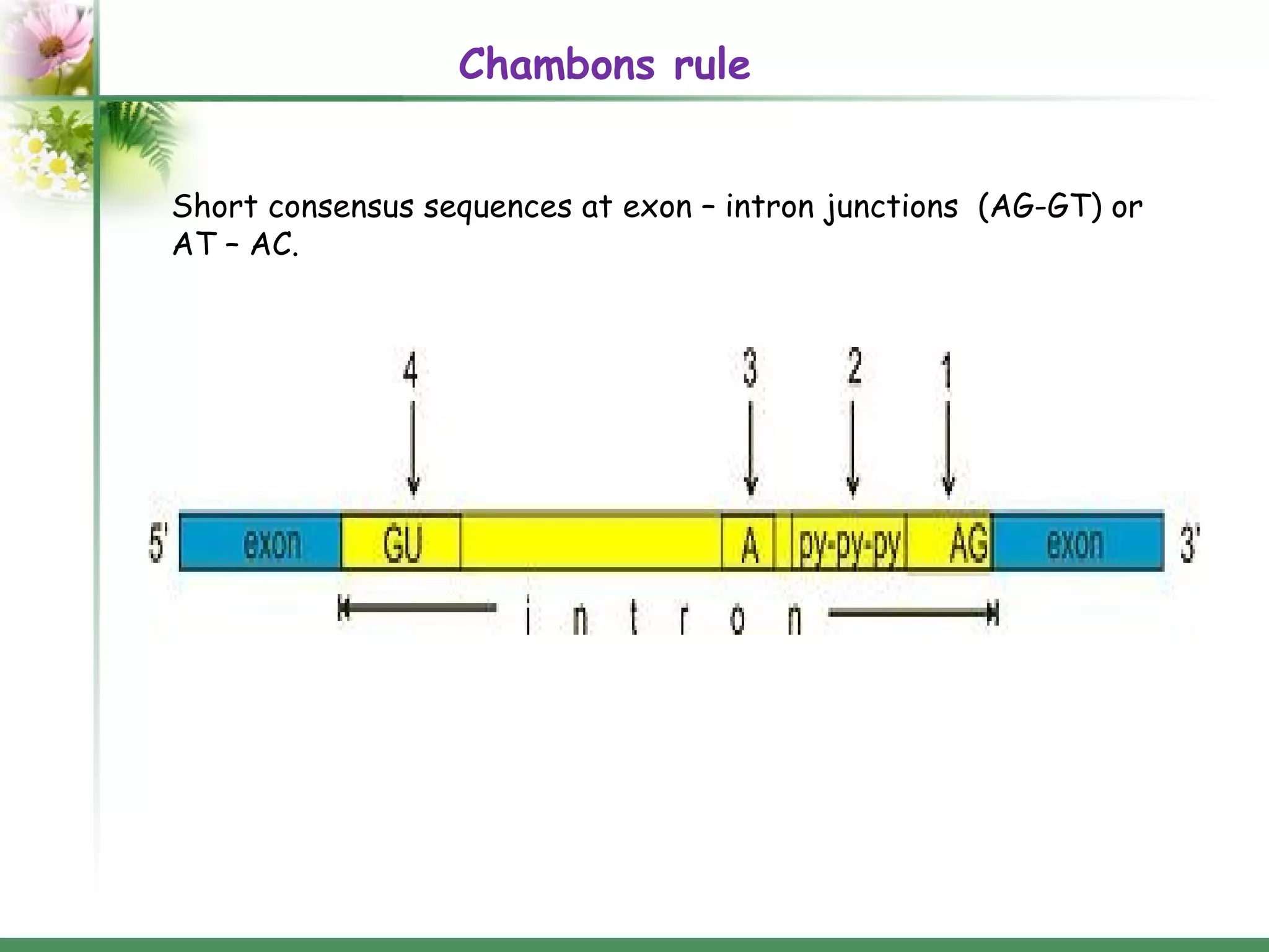Introns: structure and functions | PPT