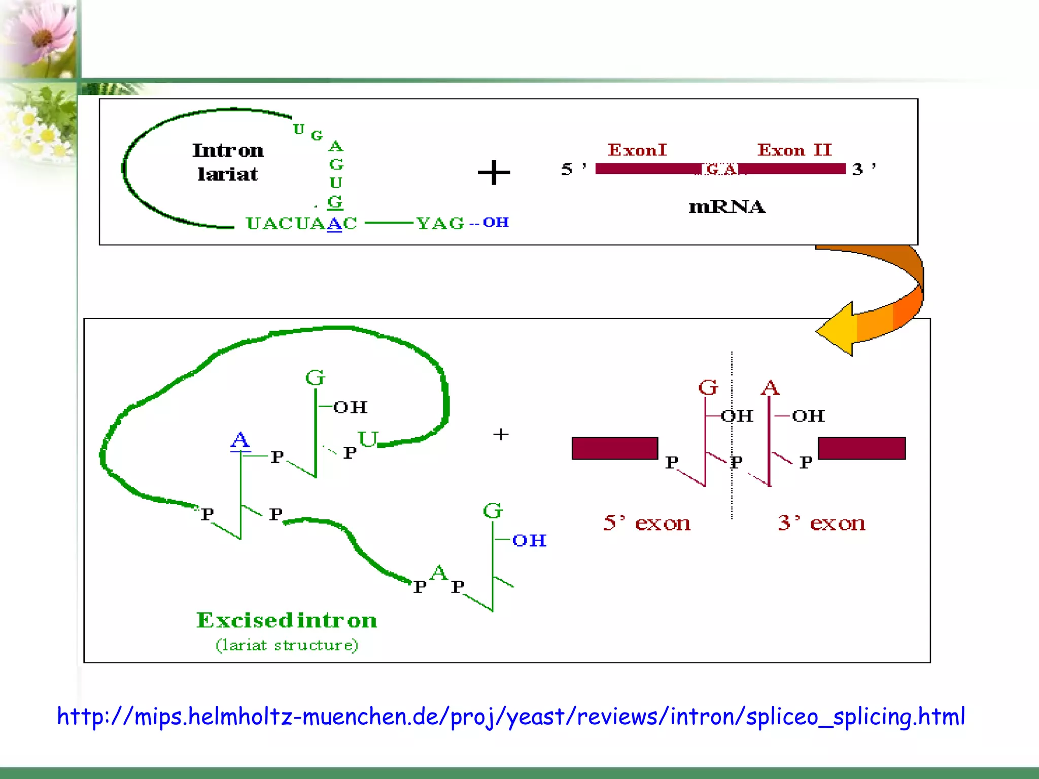 Introns: structure and functions | PPT