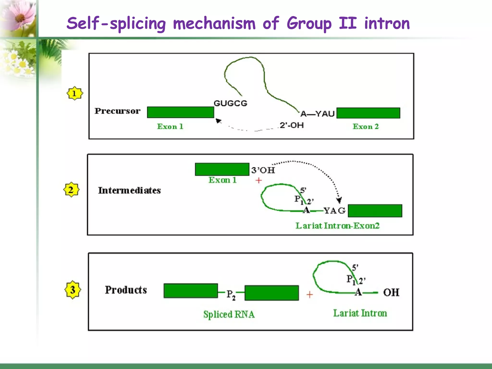 Introns: structure and functions | PPT