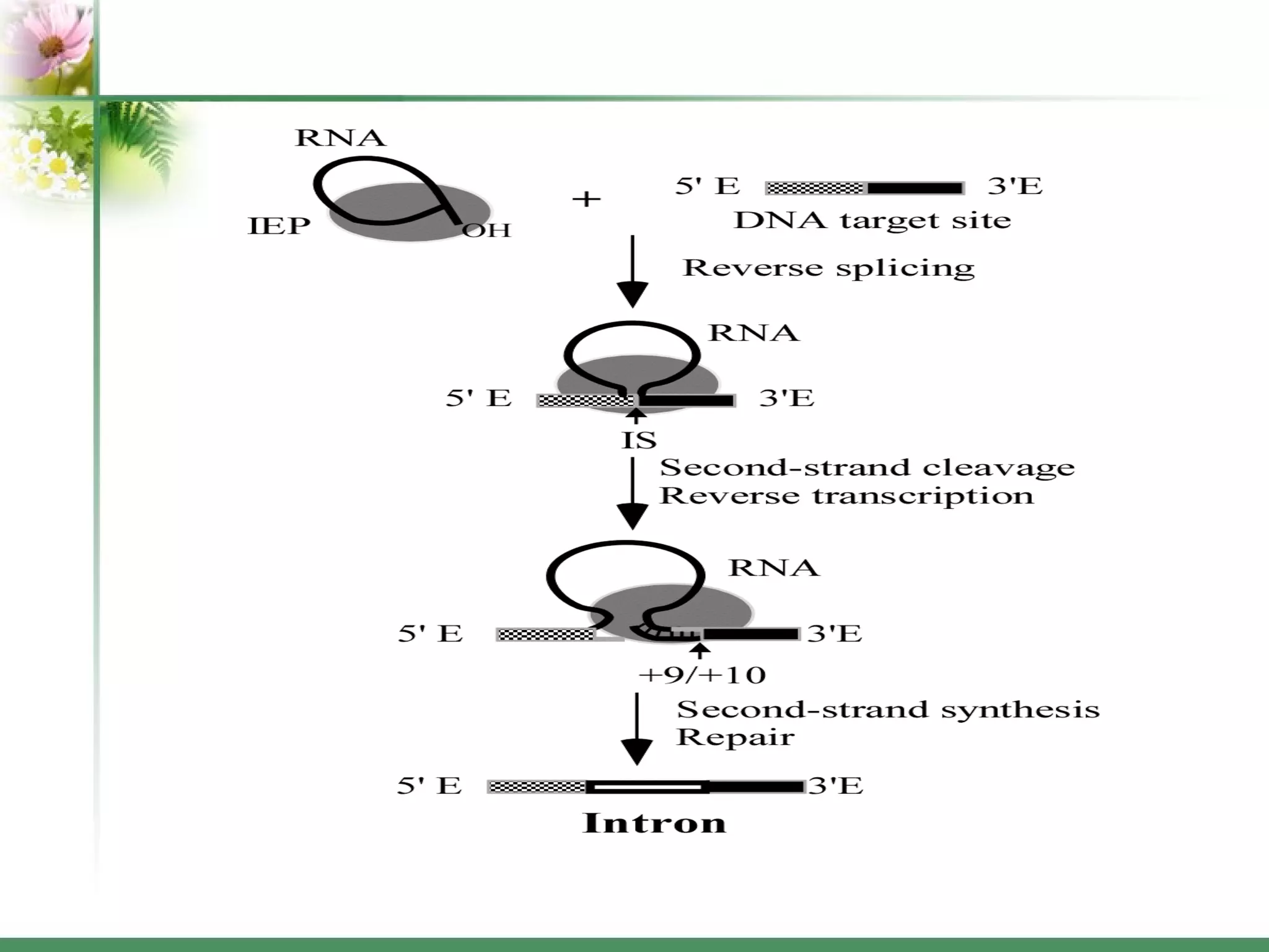 Introns: structure and functions | PPT