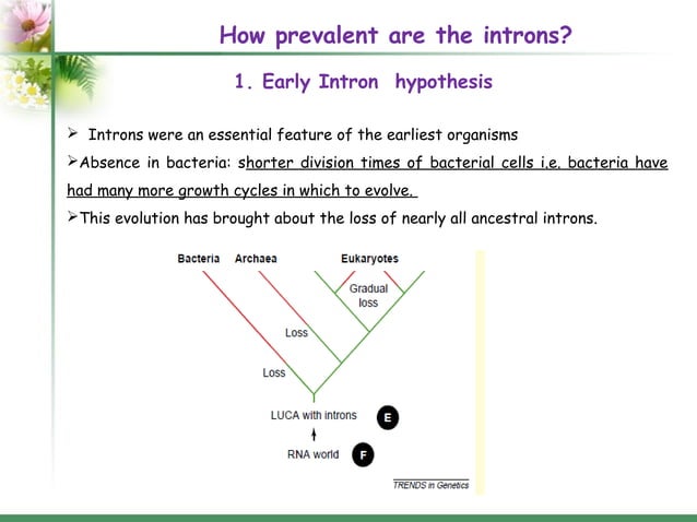 Introns: structure and functions | PPT