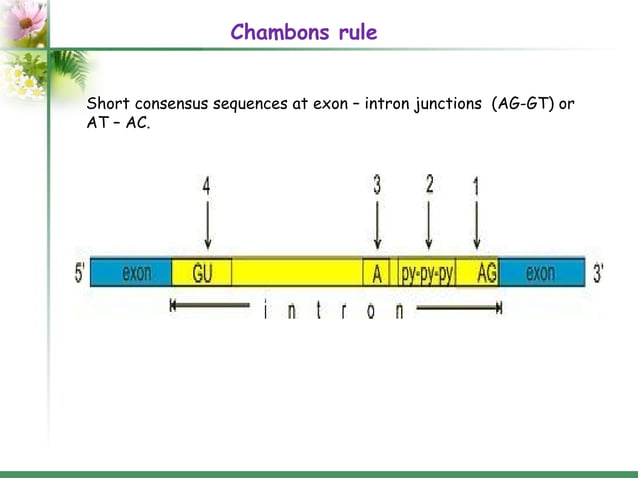 Introns: structure and functions | PPT