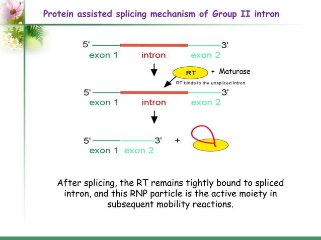 Introns: structure and functions | PPT