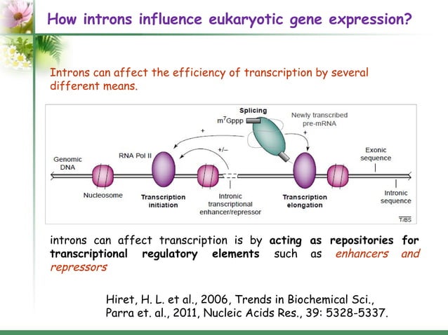 Introns: structure and functions | PPT